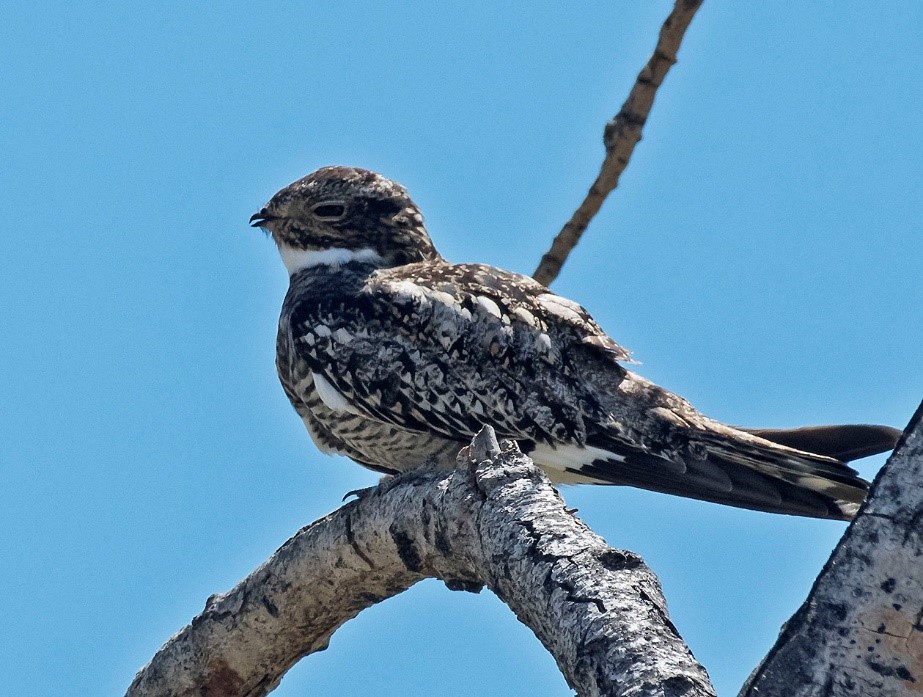 Postscript, Nighthawks | The Florida Review at UCF