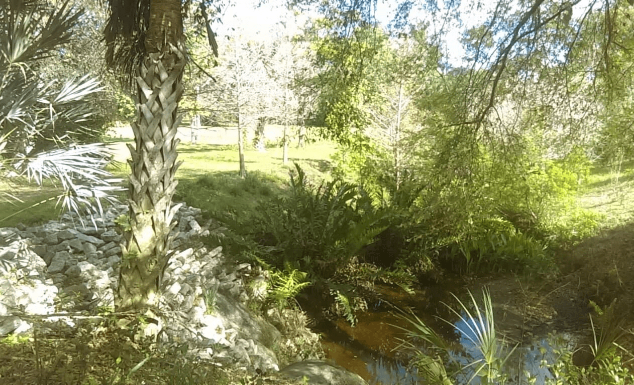 UCF’s Arboretum: The Green that Lies Beside the Concrete – IMPRINT
